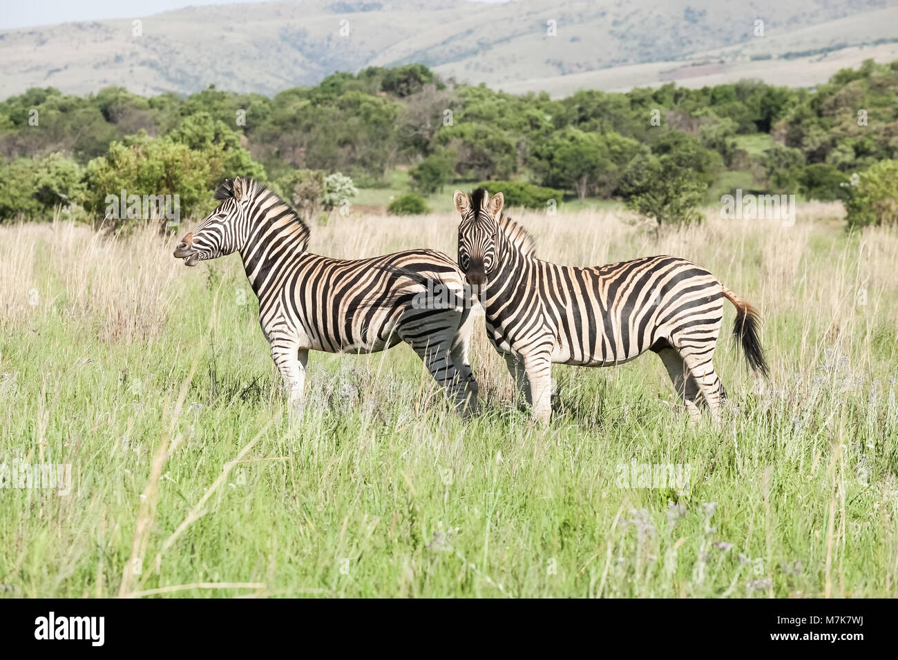 Hidden zebra hi-res stock photography and images - Alamy