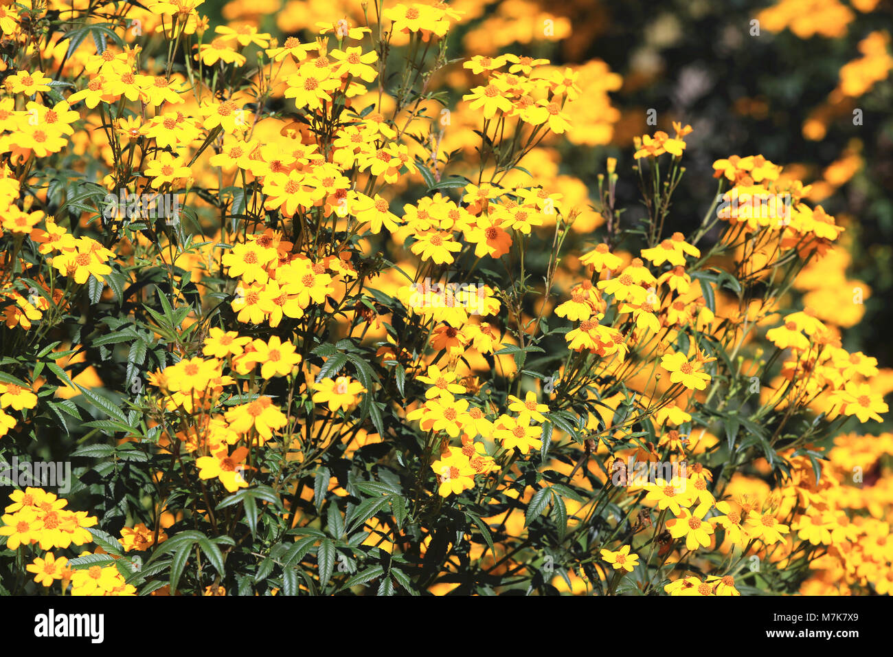 Lemon Marigold,many beautiful yellow flowers blooming in the garden in ...