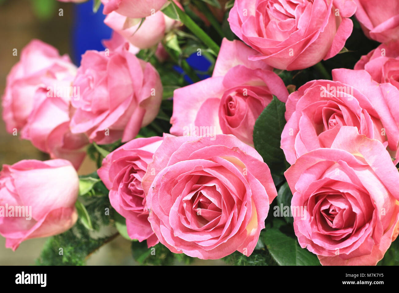 Pink roses,beautiful pink roses blooming in the garden Stock Photo - Alamy