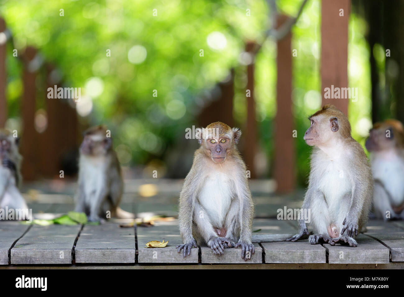 Mangrove Forest Animals