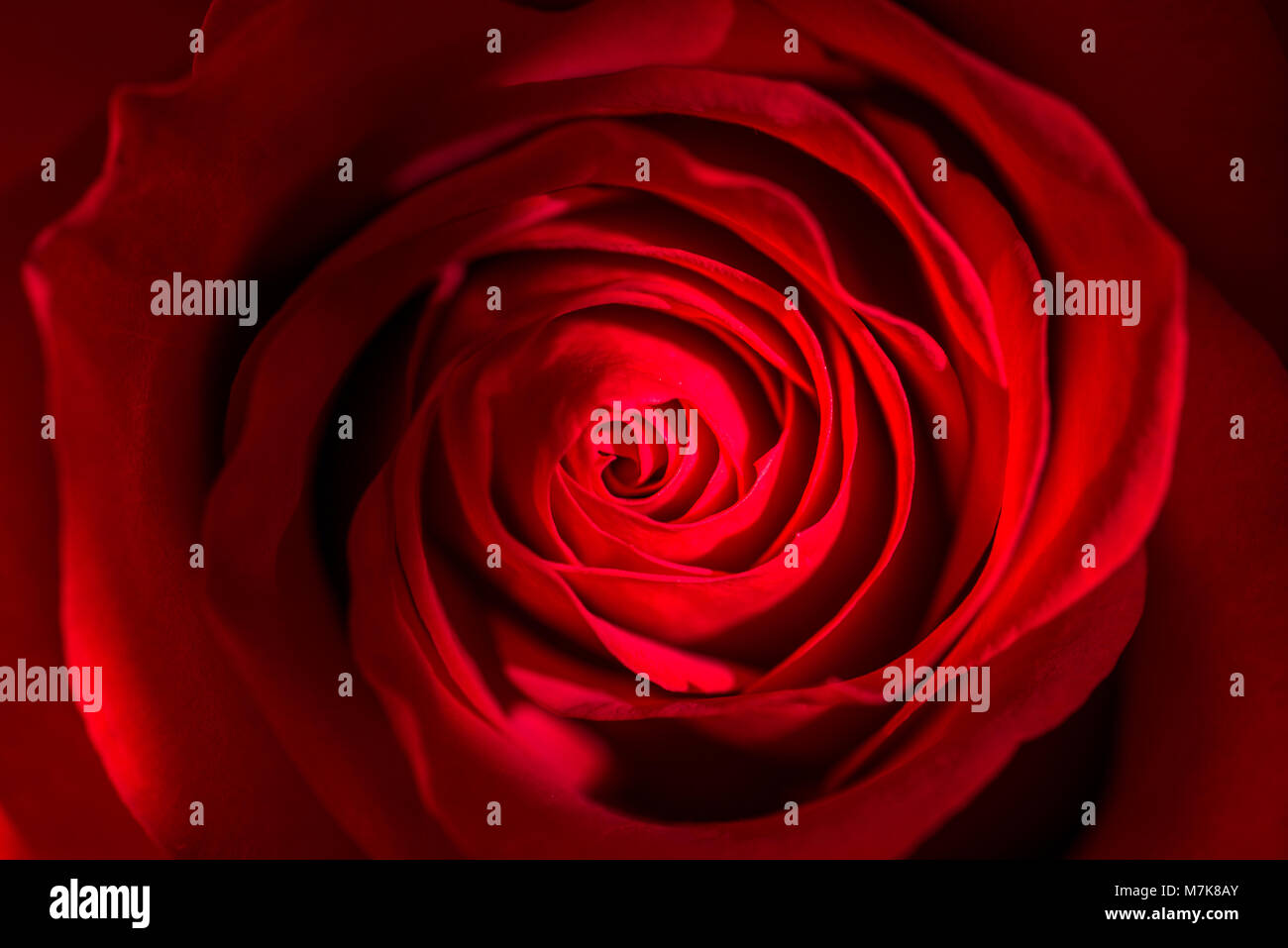Flowers, Red Rose, Macro Stock Photo - Alamy