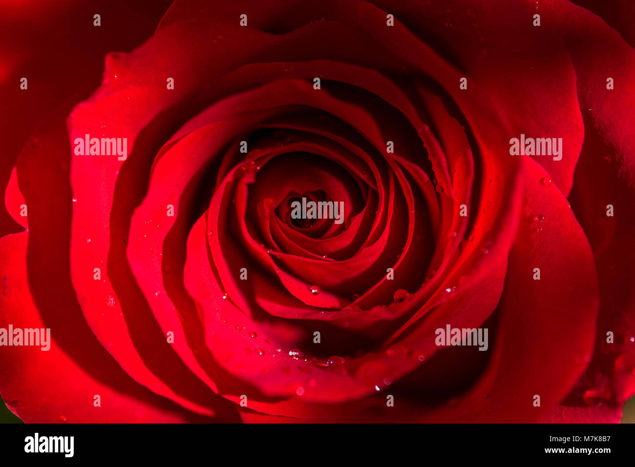 Flowers, Red Rose, Macro Stock Photo - Alamy