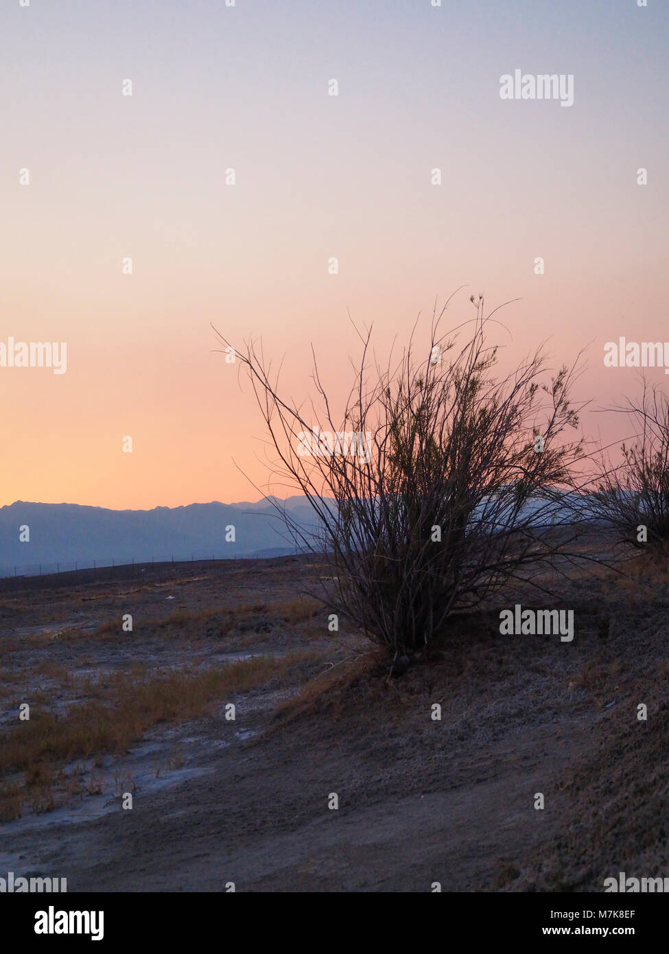 Bushes and desert vegetation in the evening twilight at Tecopa Hot ...