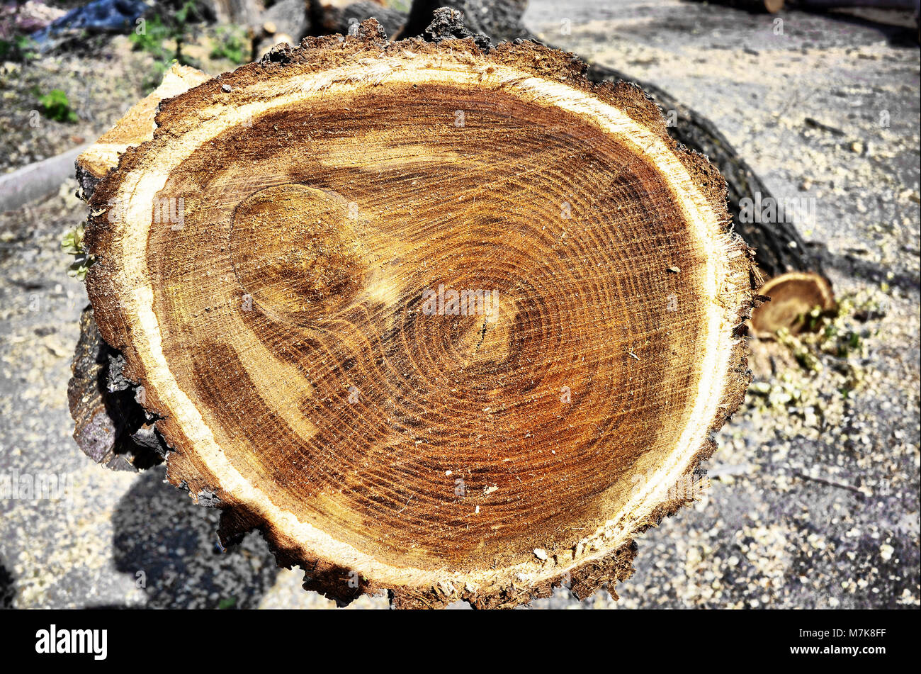 a piece of wood Stock Photo - Alamy