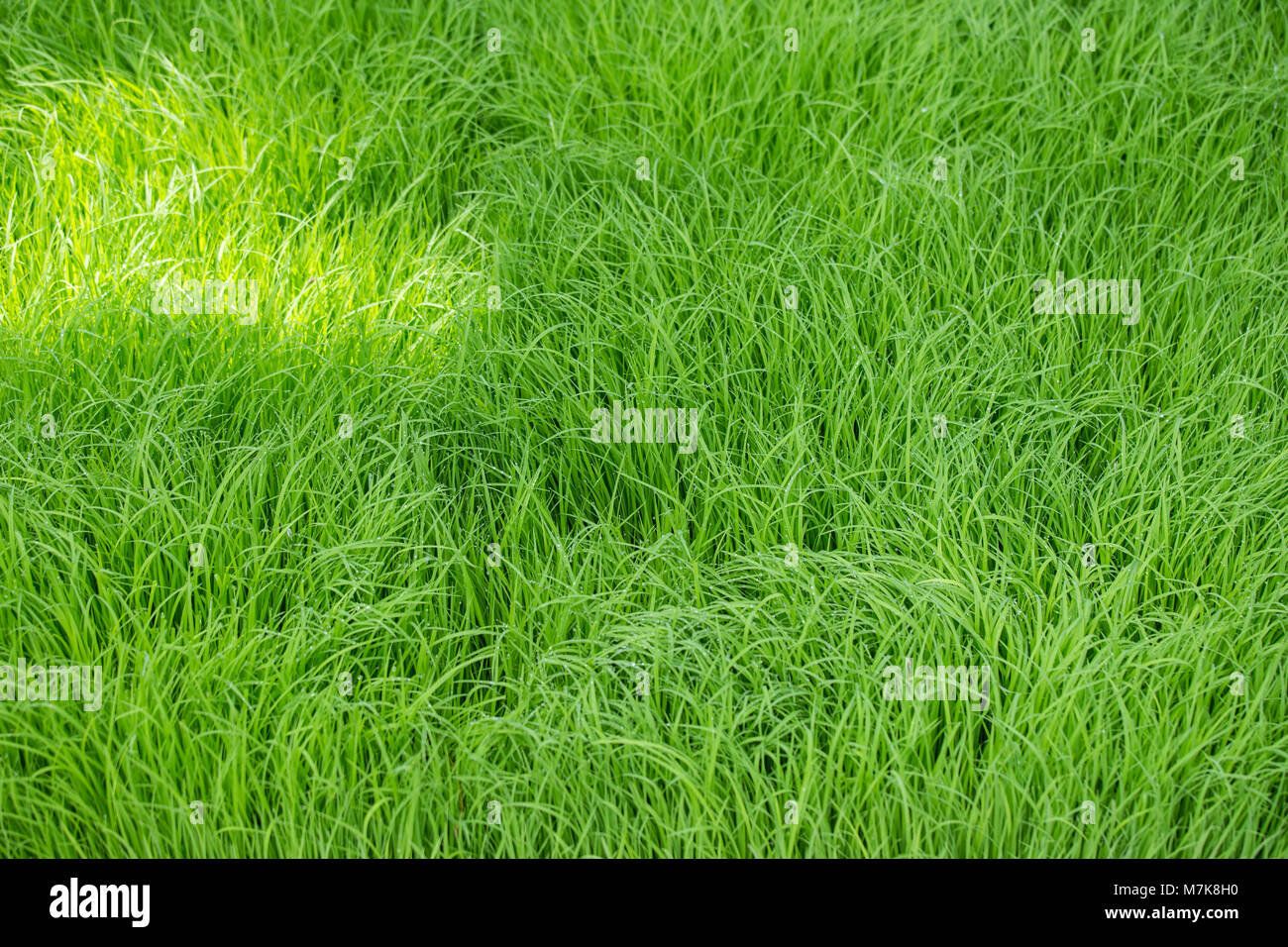 top view of green grass with water drops Stock Photo - Alamy