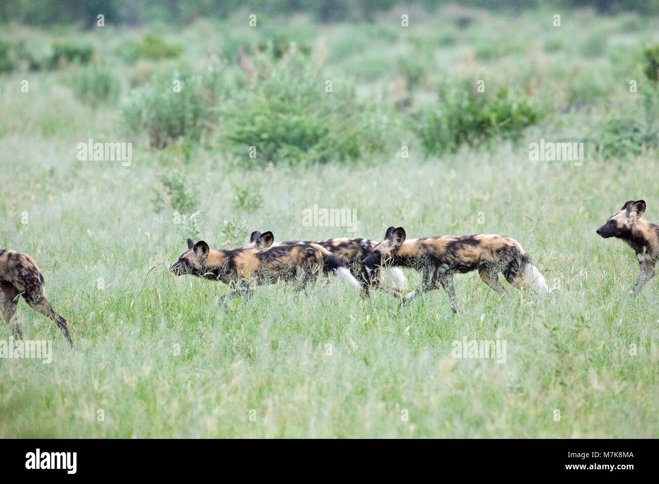 African Hunting Dog, African Wild Dog, or Painted Dog or Painted Wolf ...