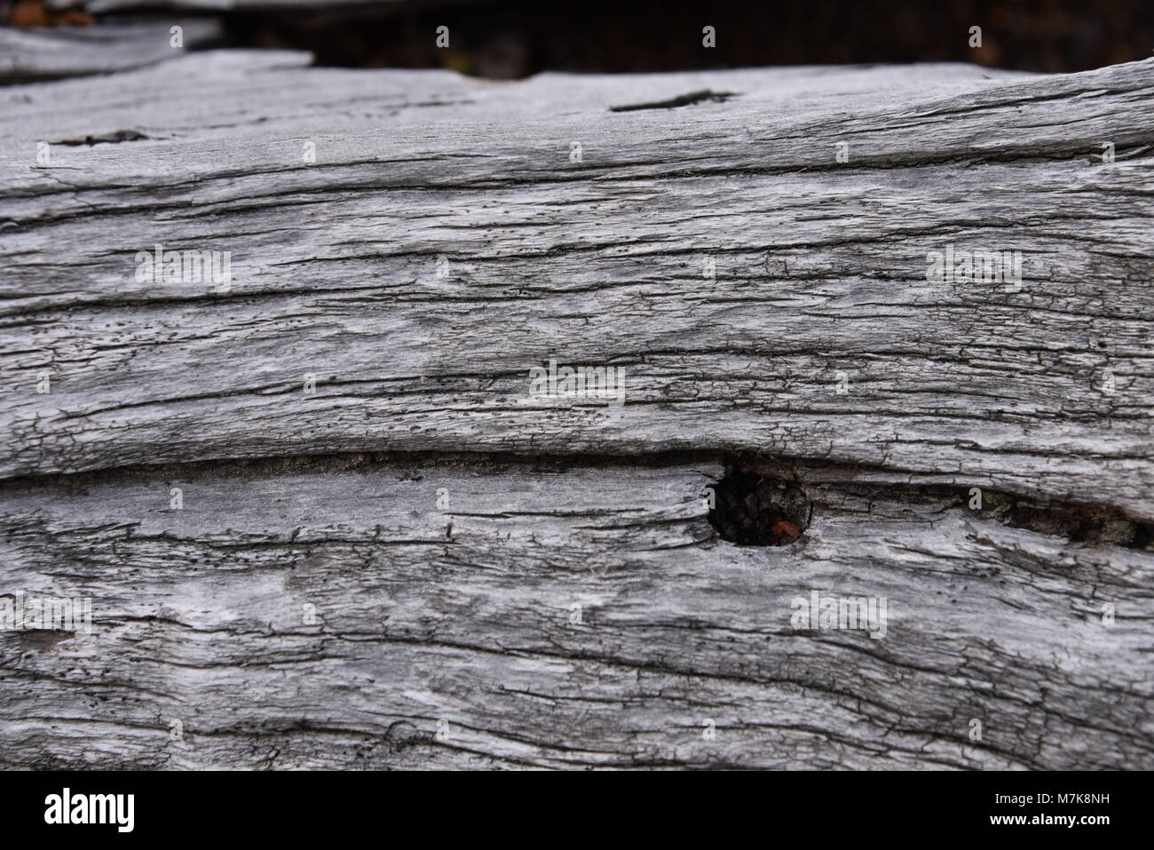 Beach Tree bark details in the Ascencio Valley, Torres del Paine ...