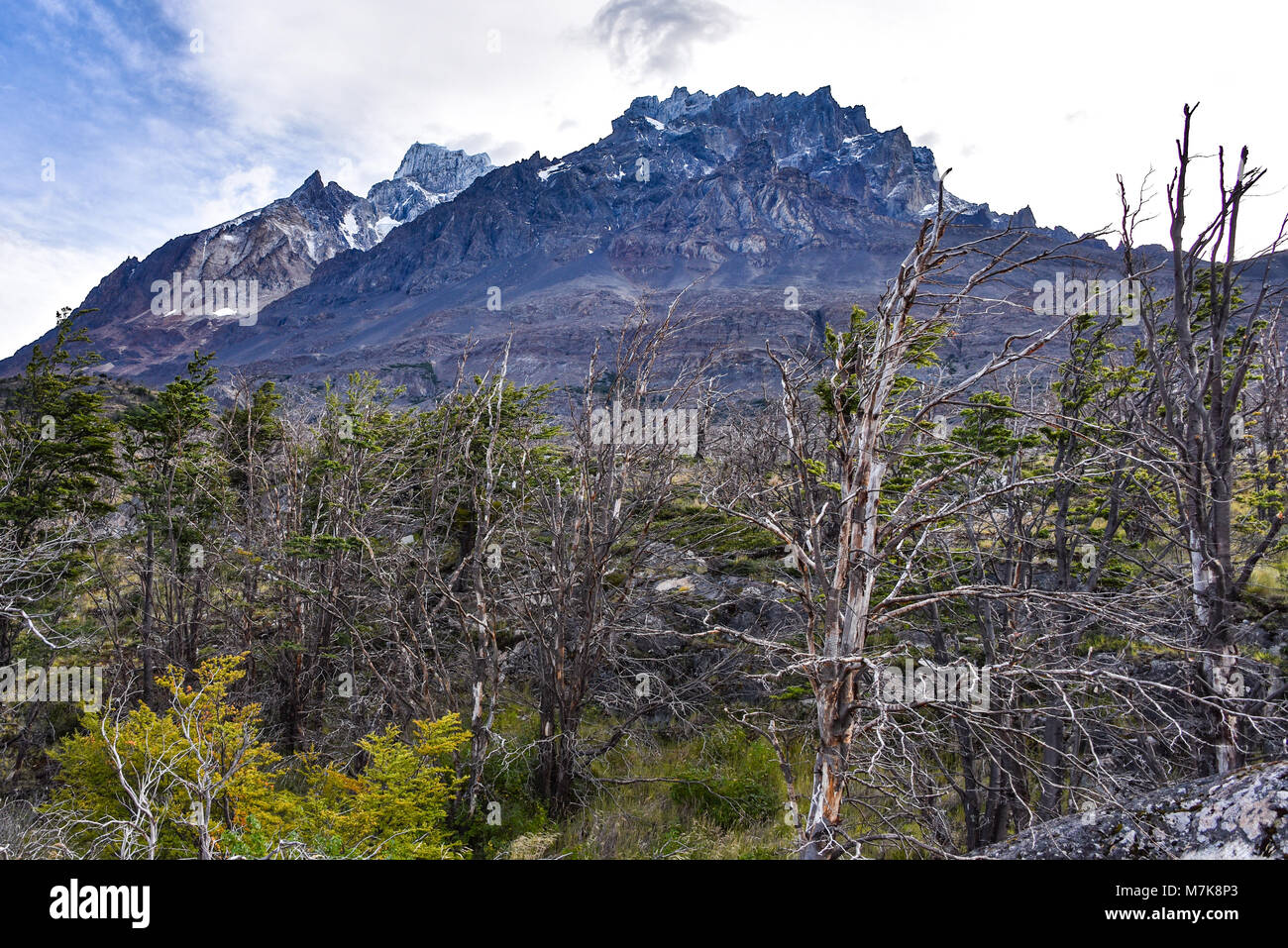 Chile forest forests hi-res stock photography and images - Alamy