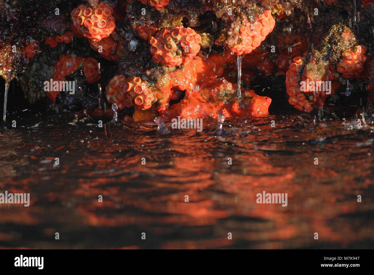 Orange cup coral (Tubastraea coccinea), Elizabeth Bay, Isabela ...