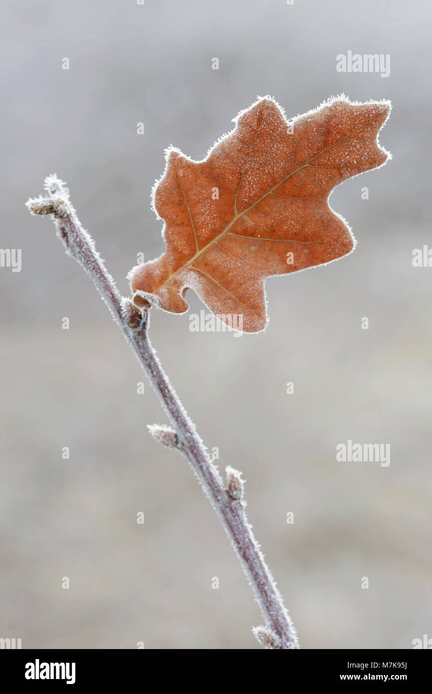 Letchmire Pastures High Resolution Stock Photography and Images - Alamy