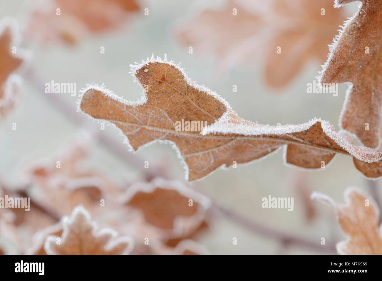 Common Oak (Quercus robur) leaves coated in frost, Letchmire Pastures ...
