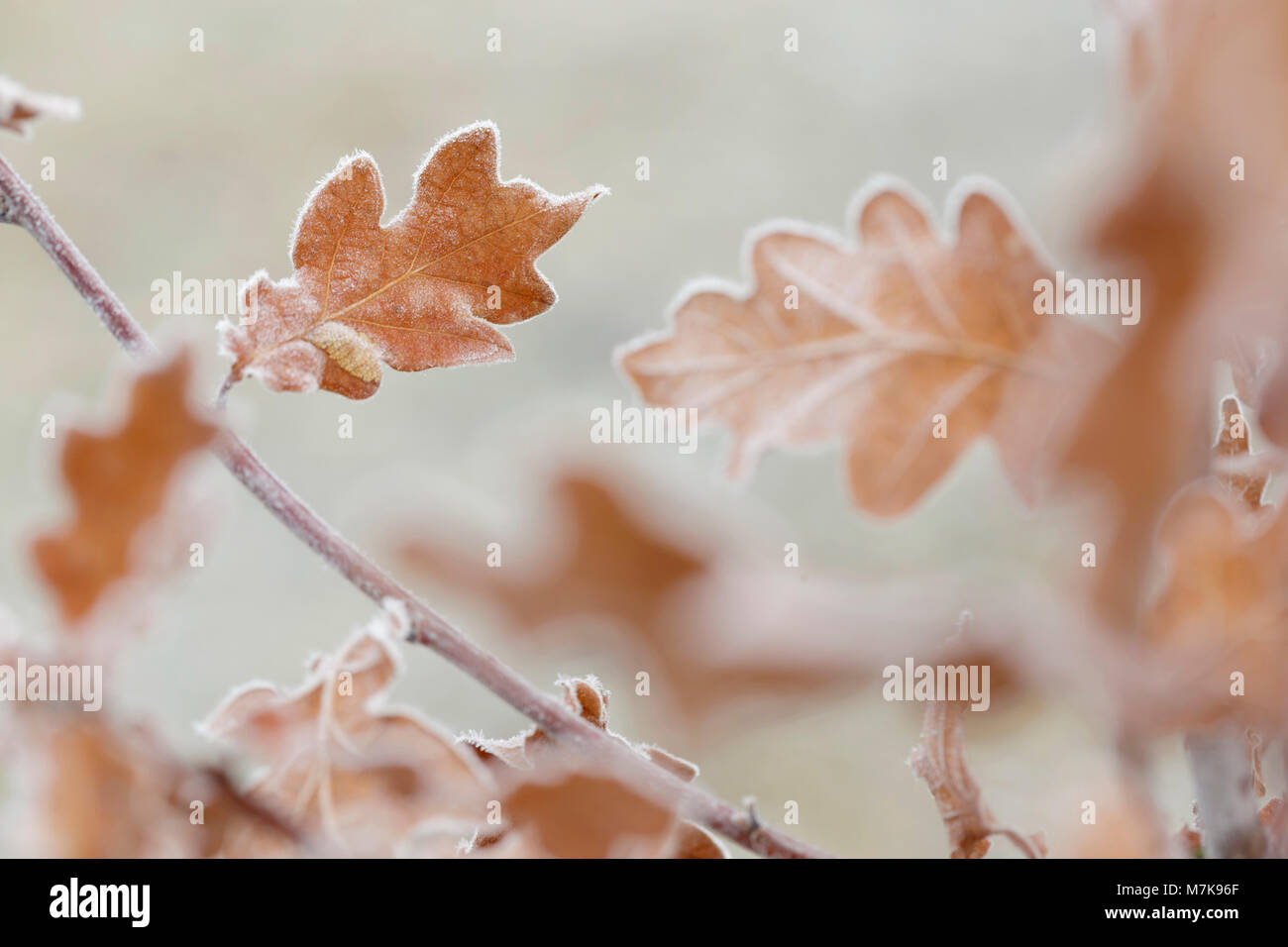 Common Oak (Quercus robur) leaves coated in frost, Letchmire Pastures ...