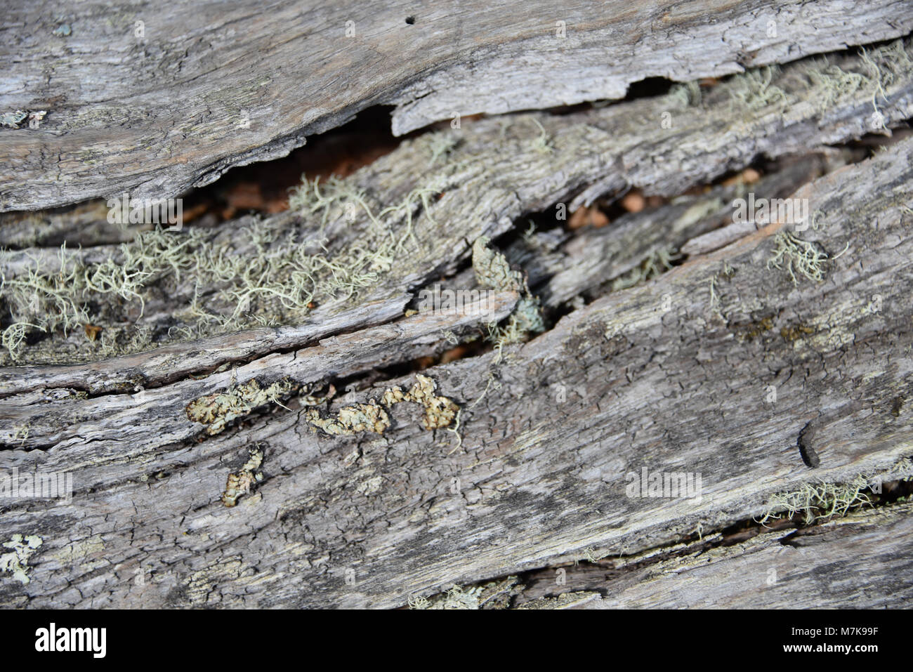 Beach Tree bark details in the Ascencio Valley, Torres del Paine ...