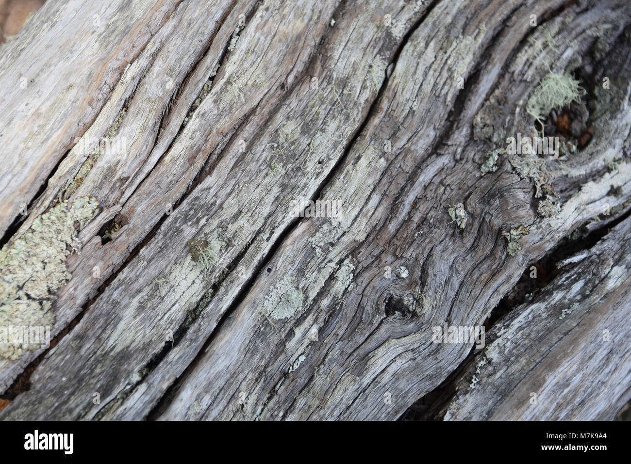 Beach Tree bark details in the Ascencio Valley, Torres del Paine ...
