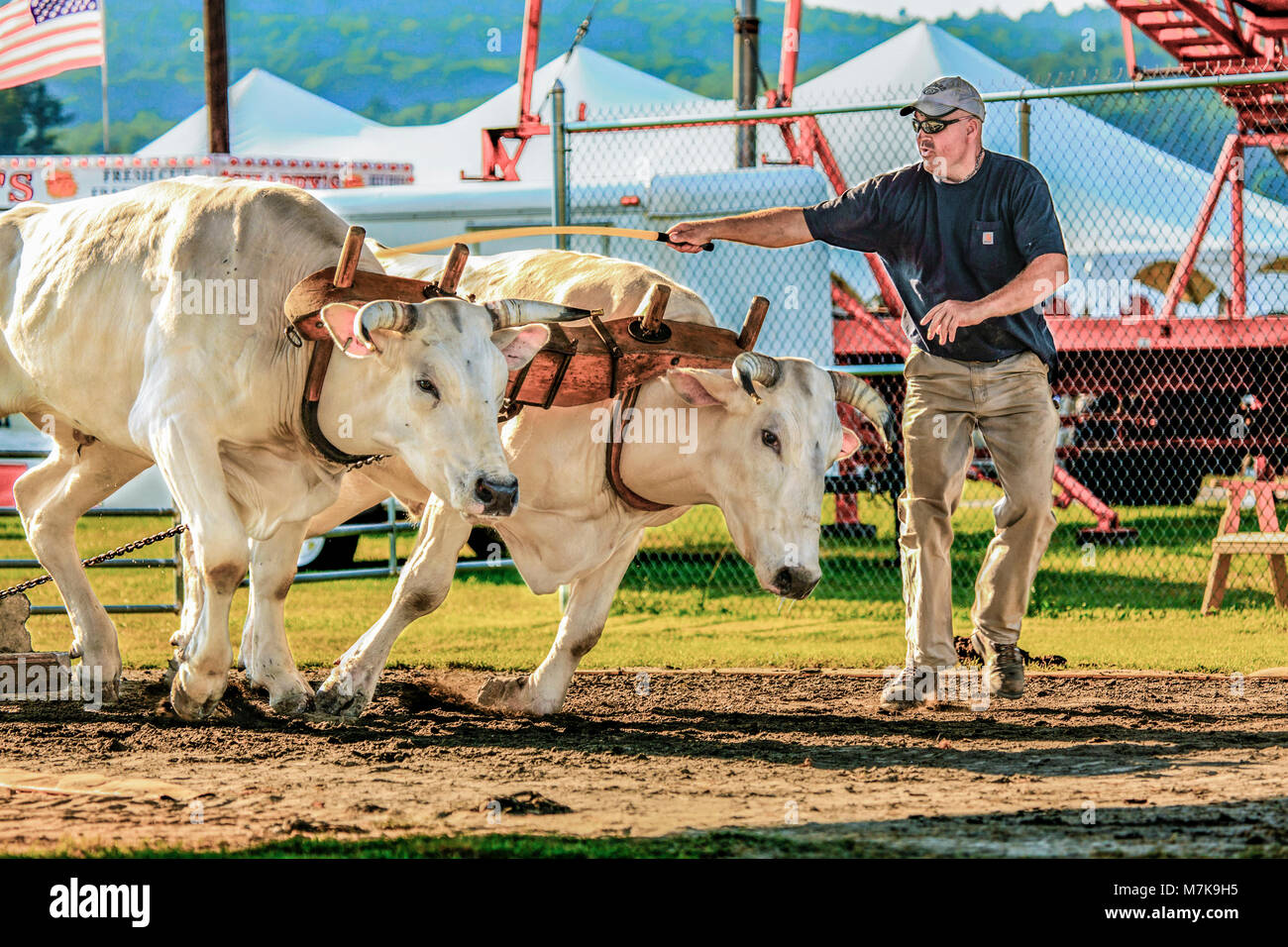 Ox goad hi-res stock photography and images - Alamy
