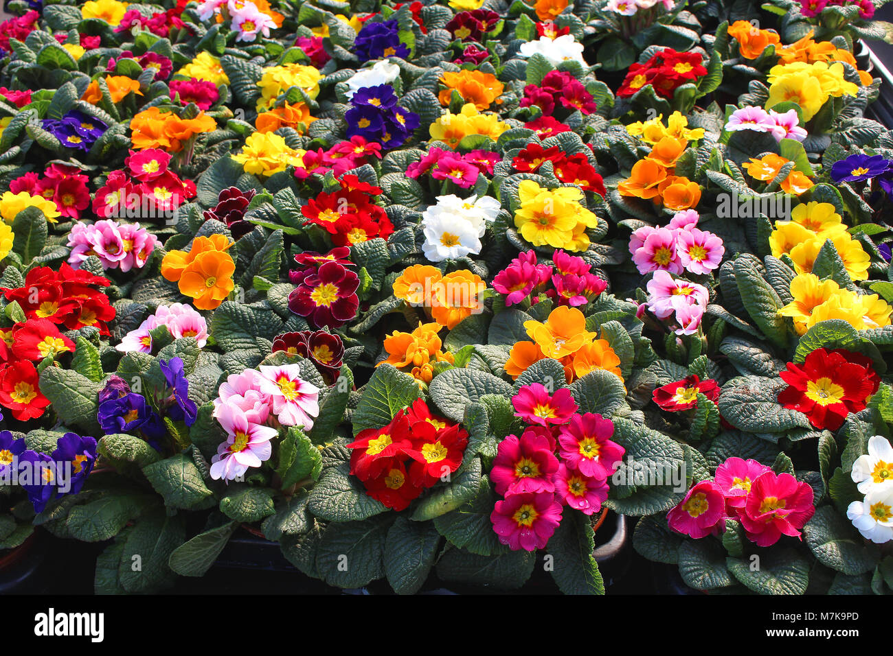 Mix of colourful Primula sp. - favourite spring ornamental plant Stock ...