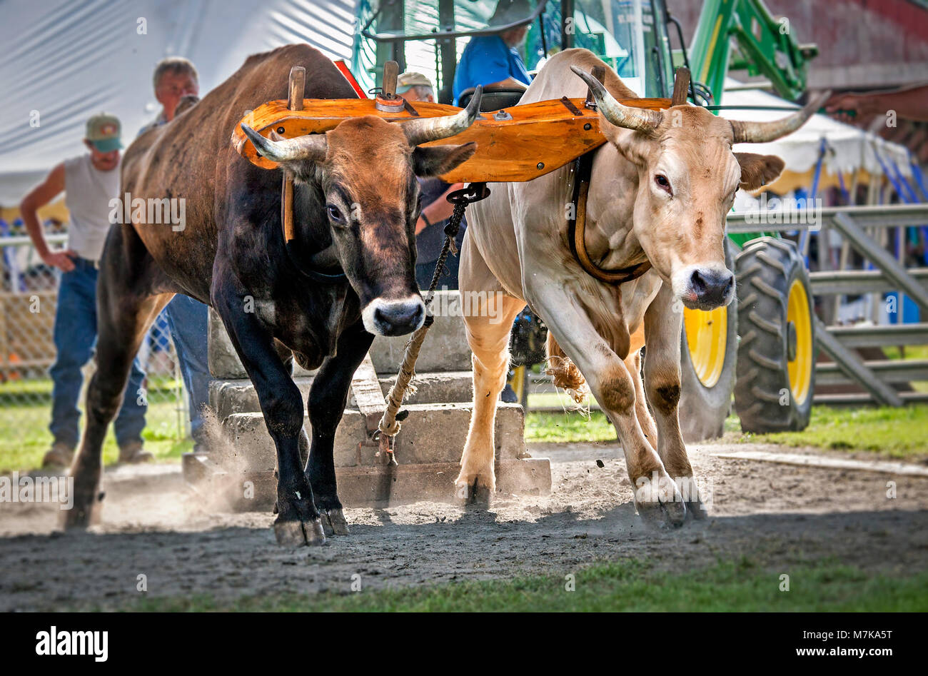 Draught oxen struggle to pull a weighted sled in the ox team pulling ...