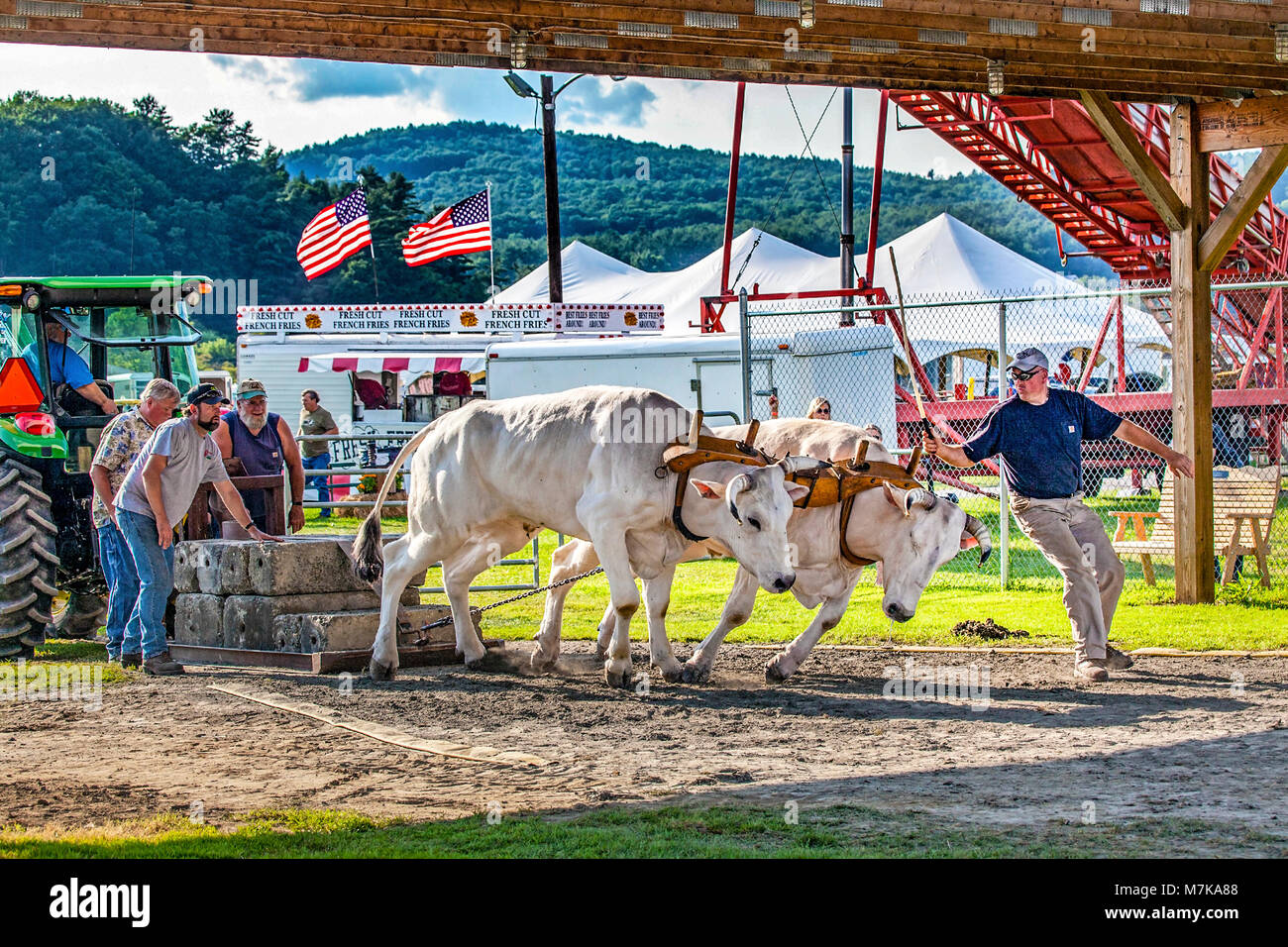 Oxen team pulling competition hi-res stock photography and images - Alamy