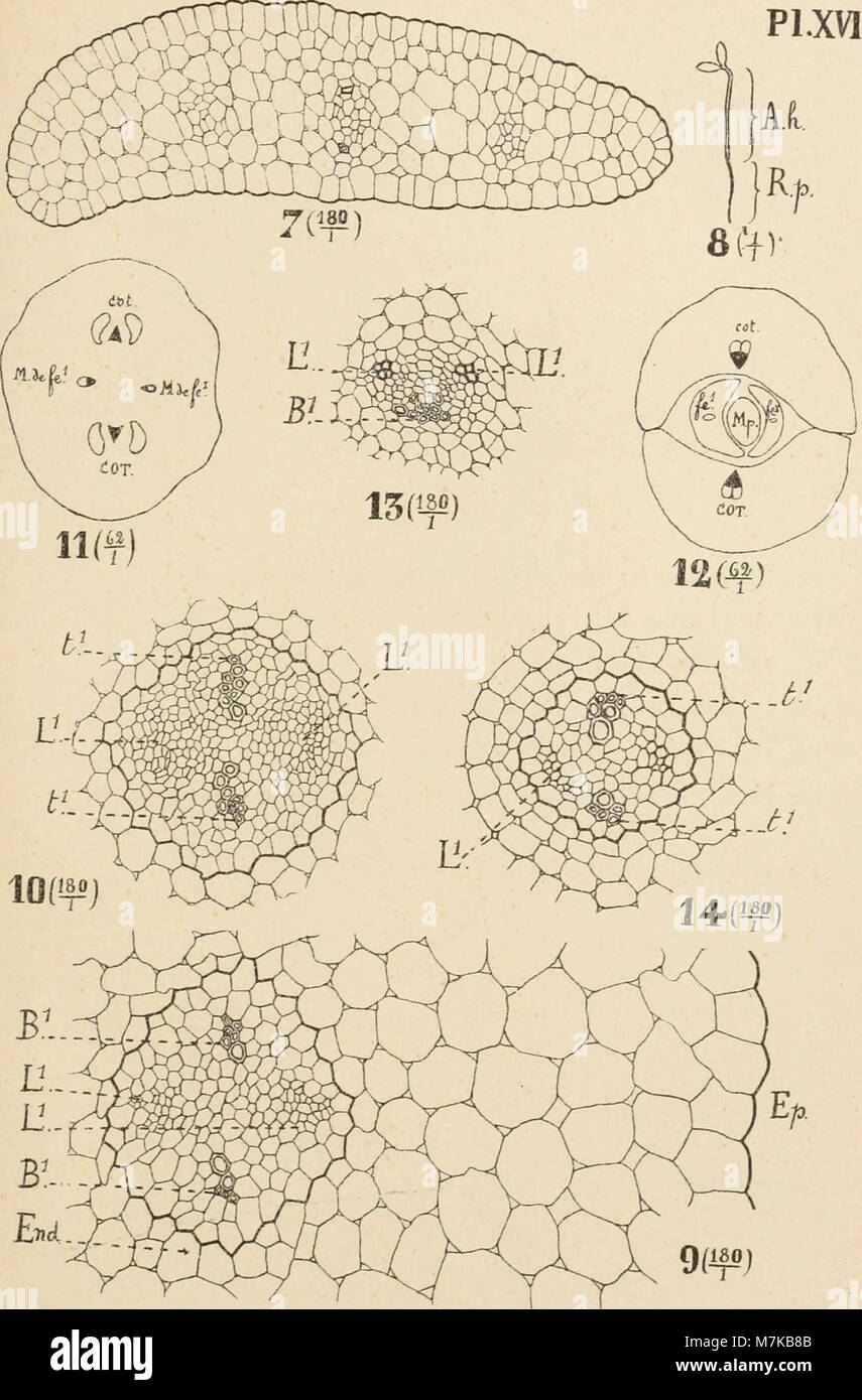 The archives of the Botanical Institute at the University of Liège ...
