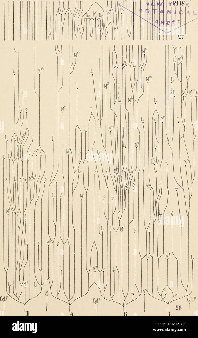 The archives of the Botanical Institute of the University of Liège ...