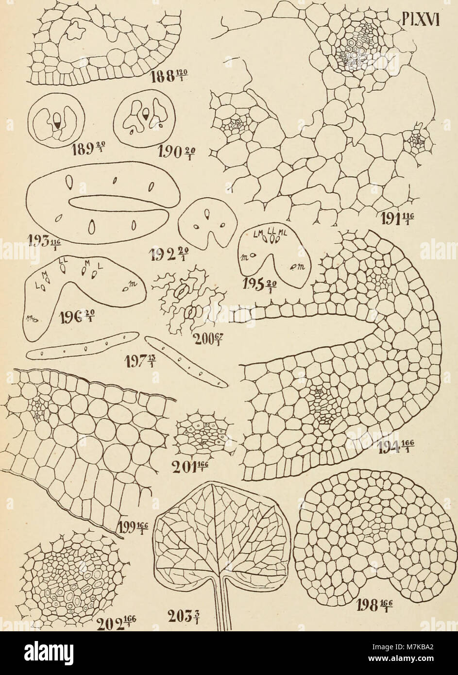 The archives of the Institute of Botany at the University of Liège ...