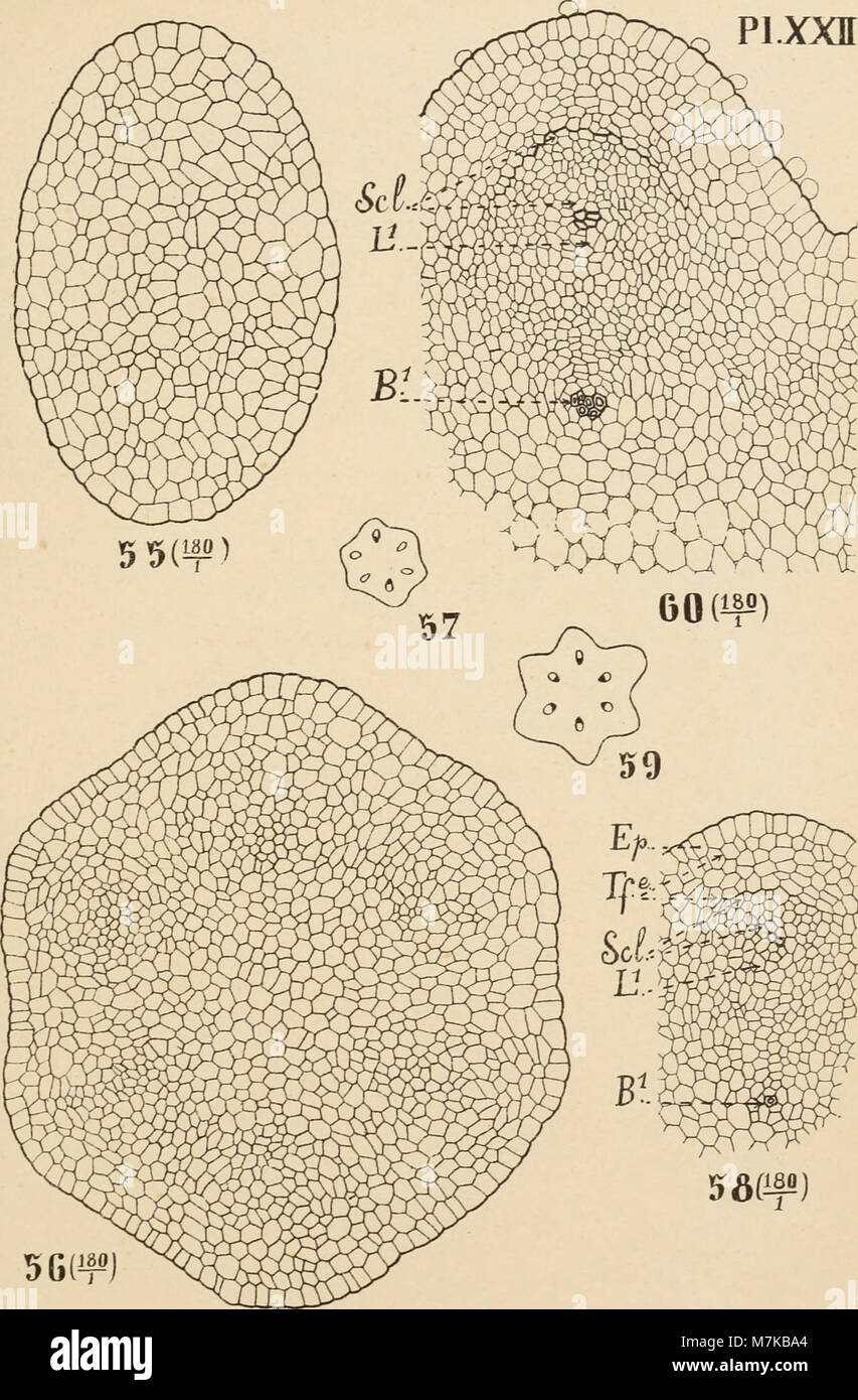 The Archives of the Botanical Institute of the University of Liège ...
