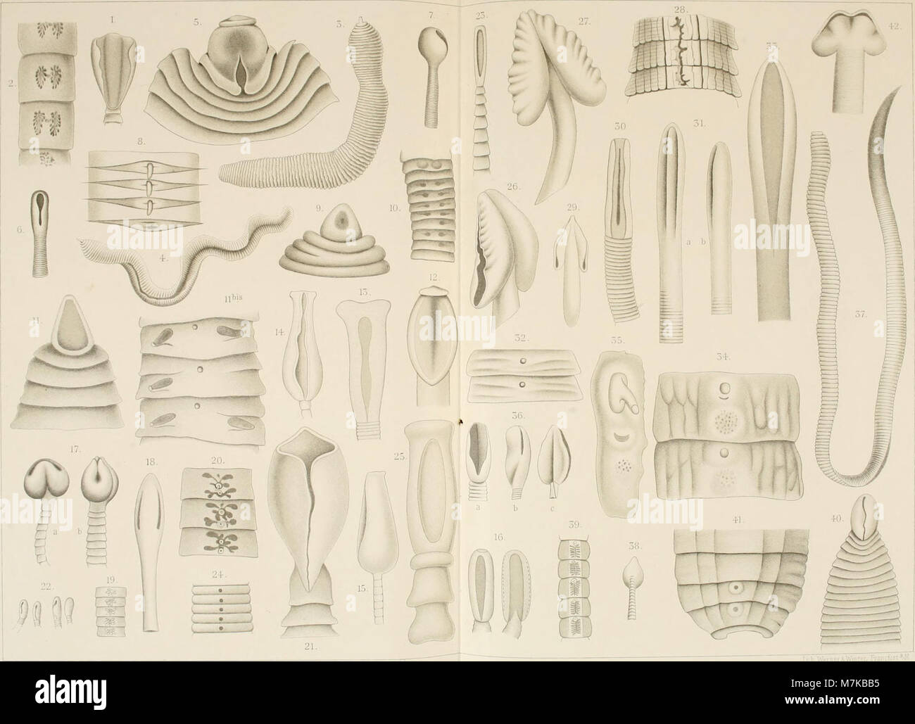 A scientific journal titled 'Archives de parasitologie,' published ...