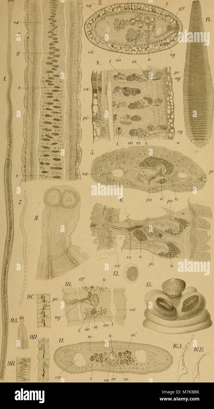 'Archives de parasitologie' was a scientific journal dedicated to the ...