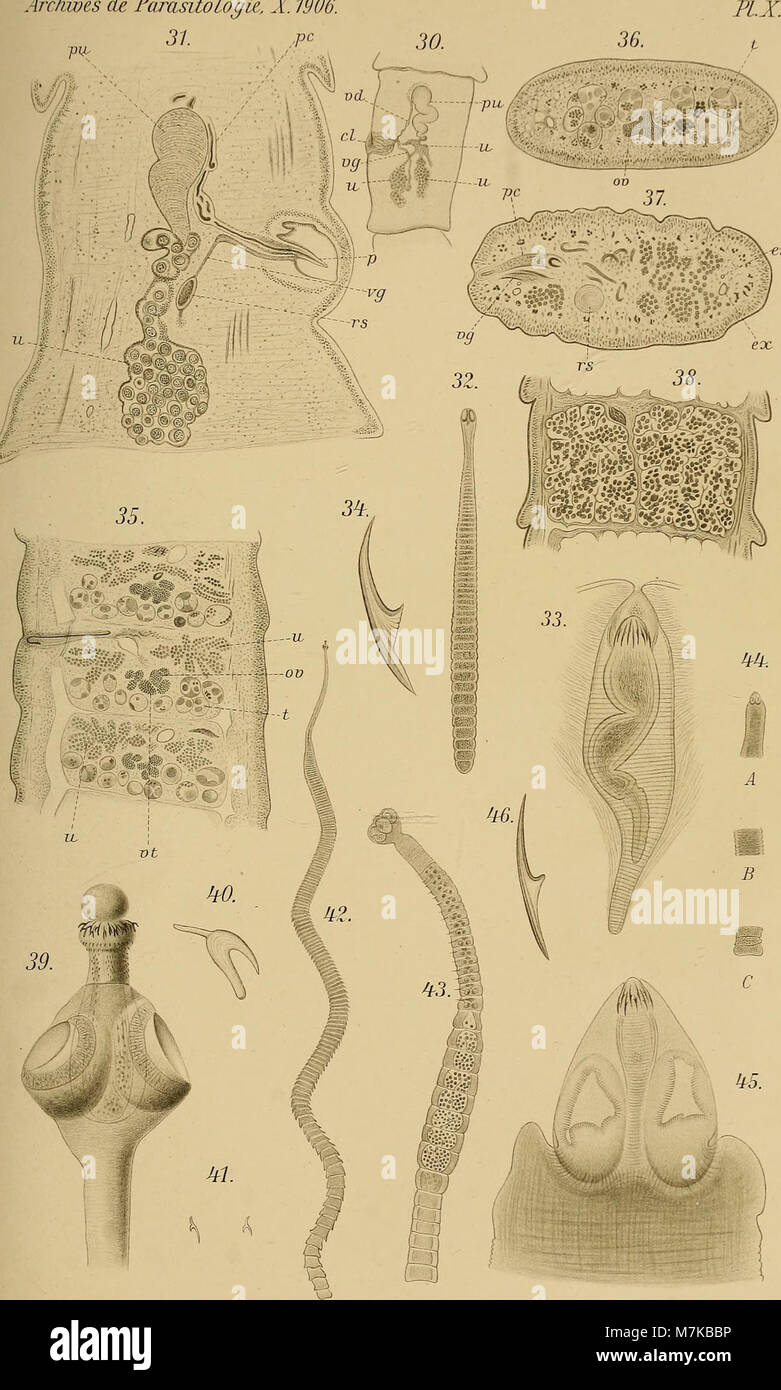 The 'Archives de parasitologie' journal, published from 1905 to 1906 ...