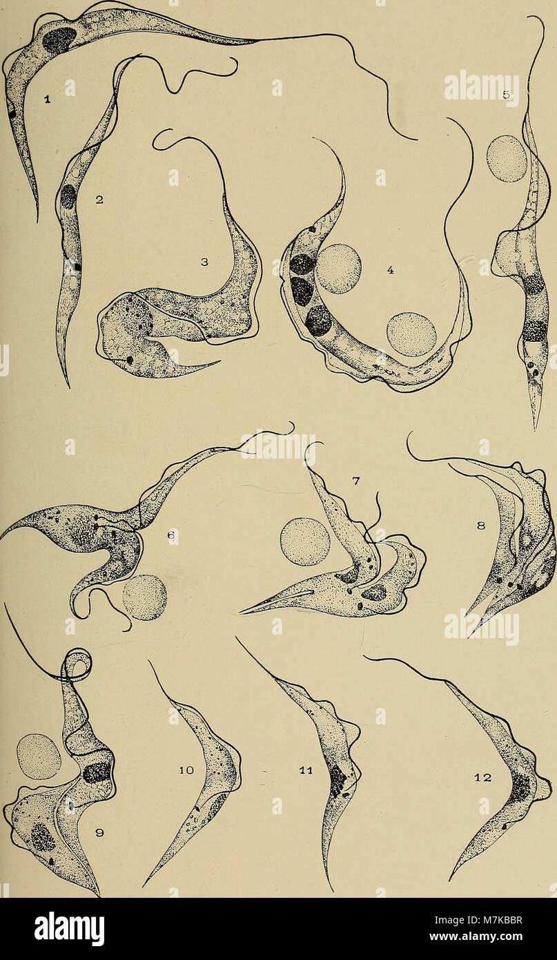A scientific journal from 1905-1906 focusing on parasitology ...
