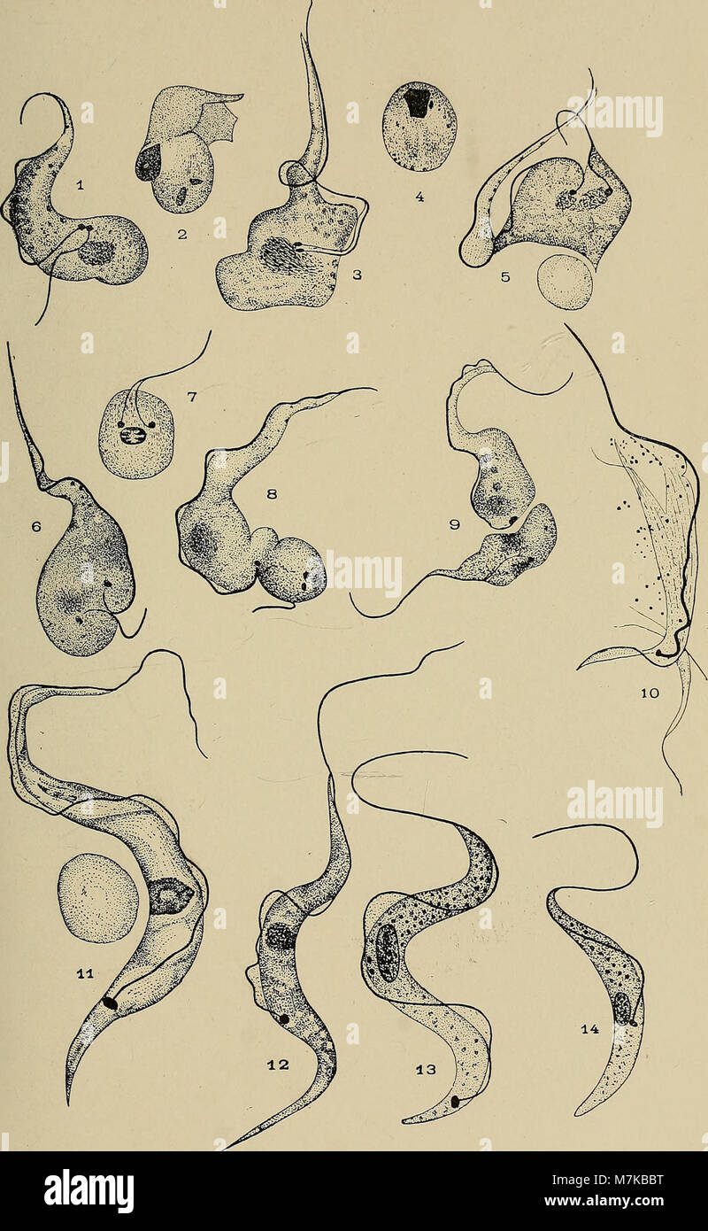 Archives De Parasitologie High Resolution Stock Photography and Images ...