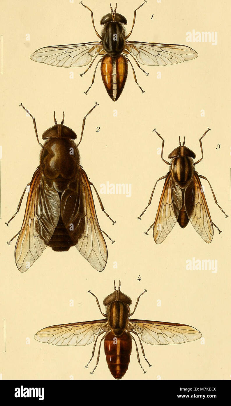 Archives de parasitologie hi-res stock photography and images - Alamy