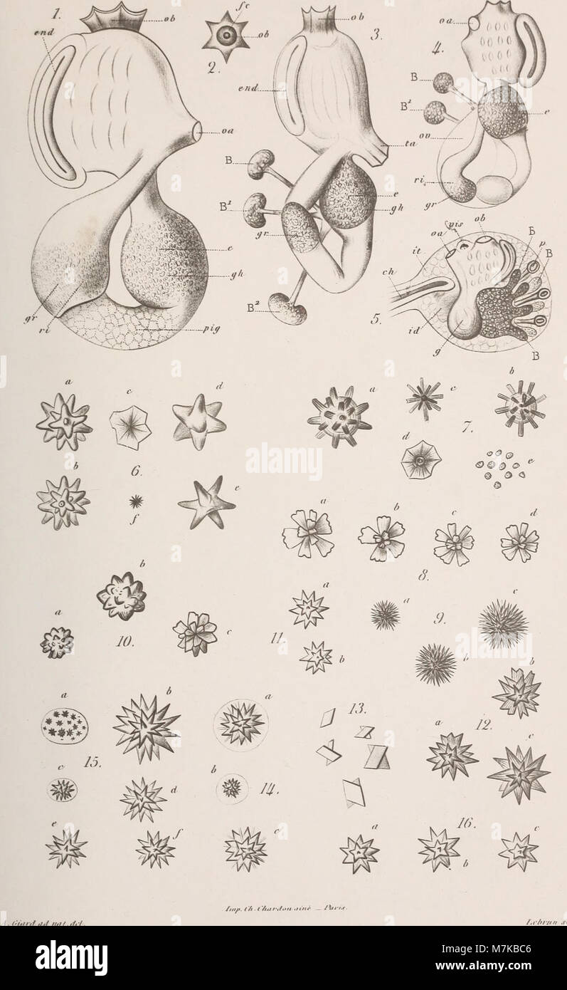 A volume from the 1872 edition of 'Archives de zoologie expérimentale ...
