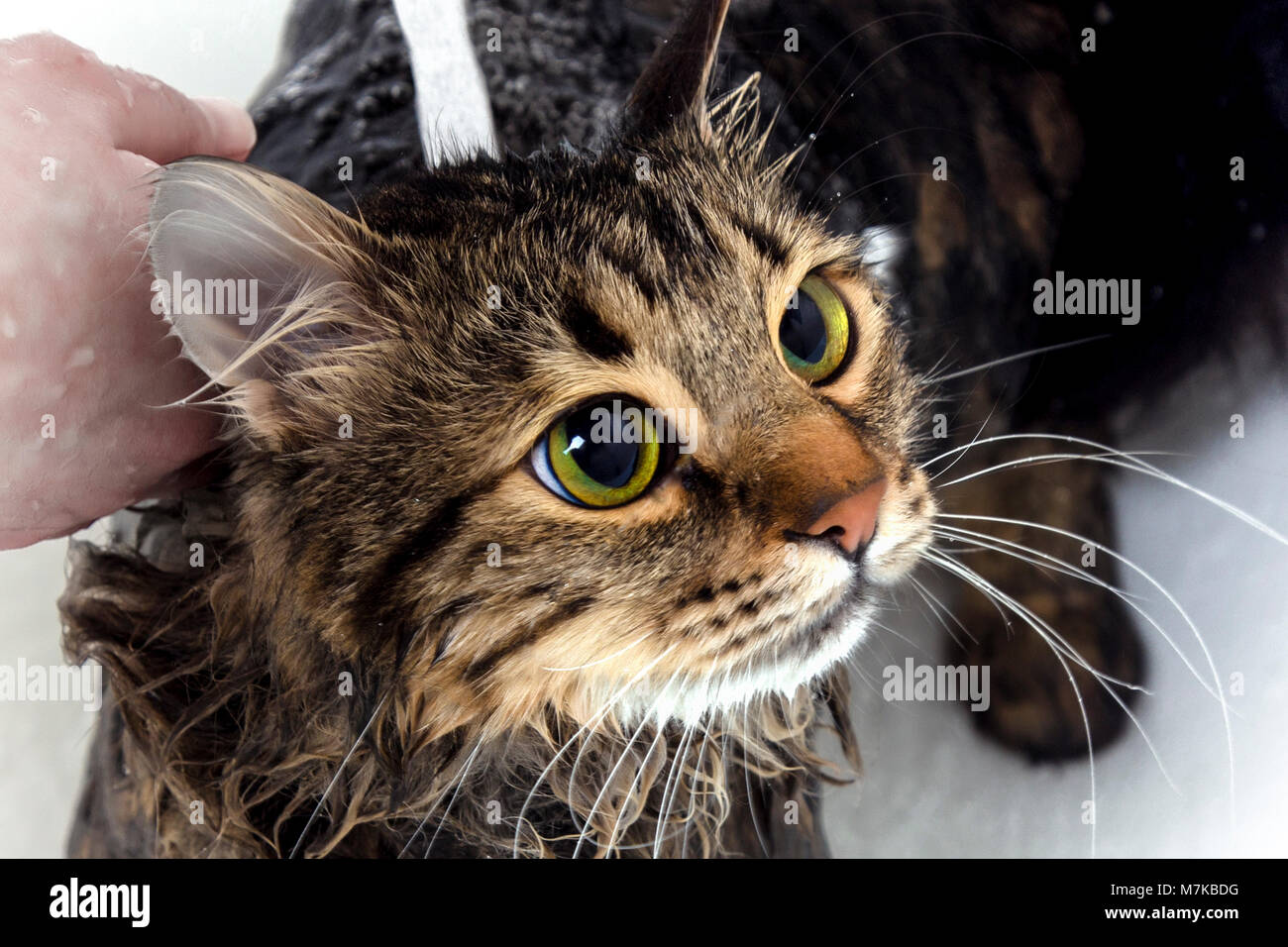cat looking to the side in the bathtub under the shower, close-up photo ...