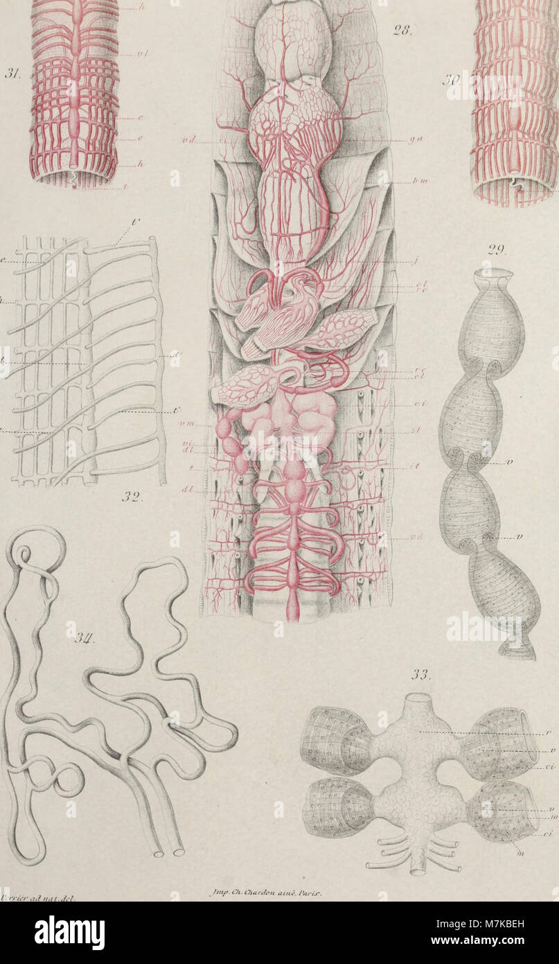 Experimental_biology hi-res stock photography and images - Alamy