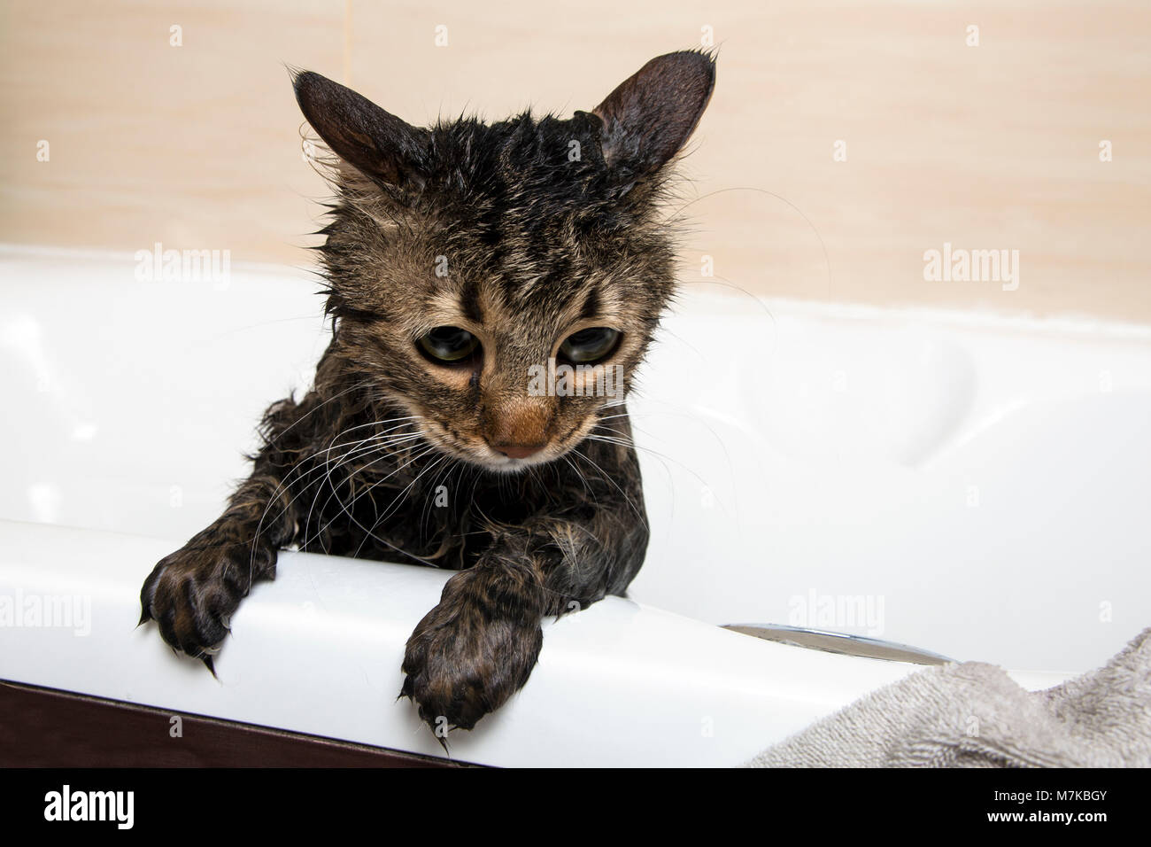 a cat with a dull look after bathing, stands on its hind legs and holds ...