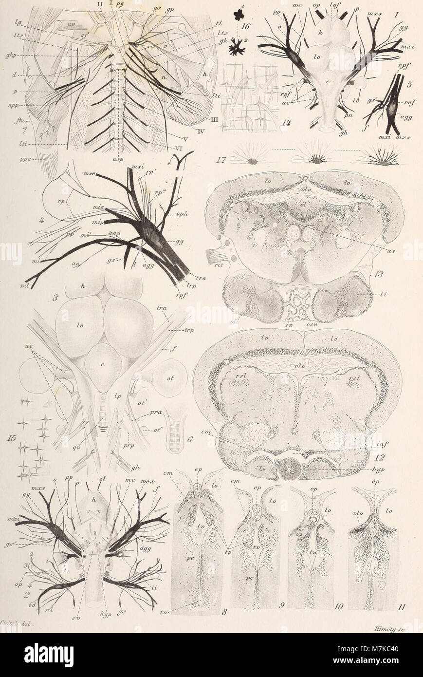The 1888 issue of Archives de zoologie expérimentale et générale ...