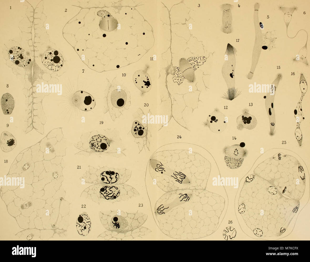The Archives of Experimental and General Zoology (1905–06) comprise ...