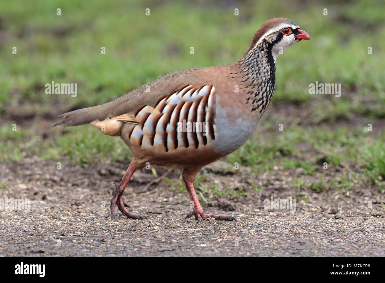 Partridge pear tree hi-res stock photography and images - Alamy