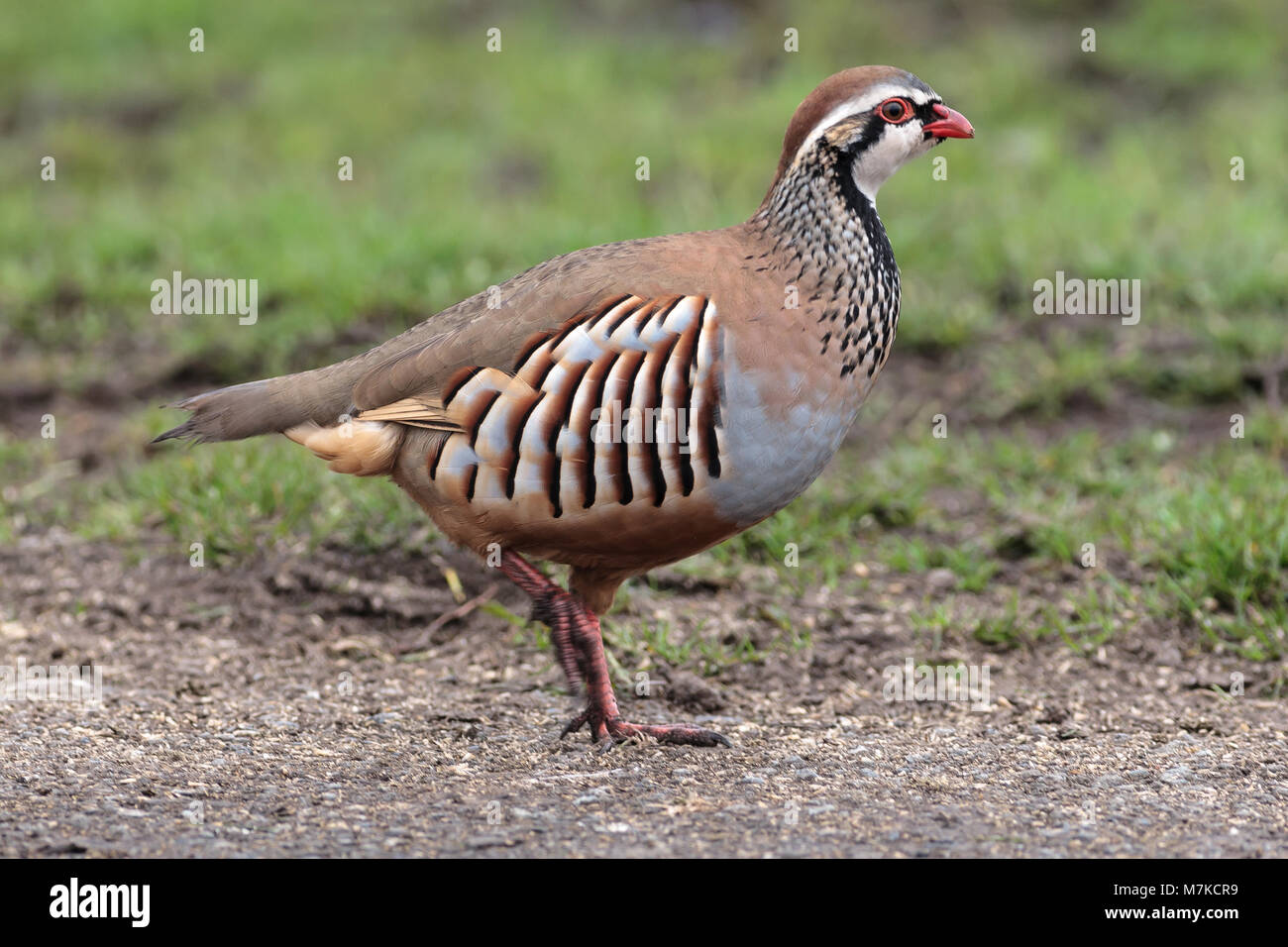 Single Red-legged Partridge, Alectoris rufa, UK Stock Photo - Alamy