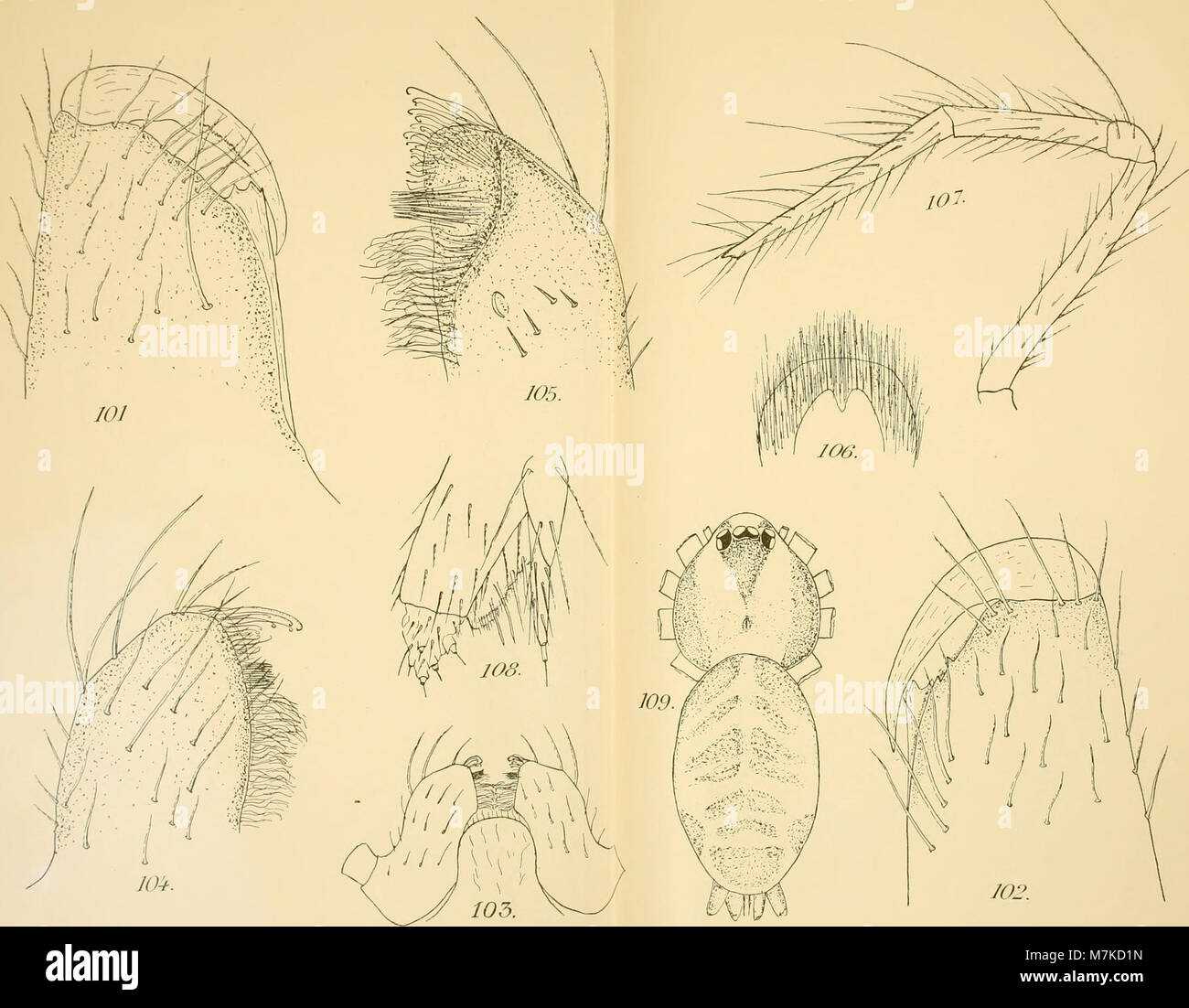 Cover of the 'Archives of Experimental and General Zoology' from 1912 ...