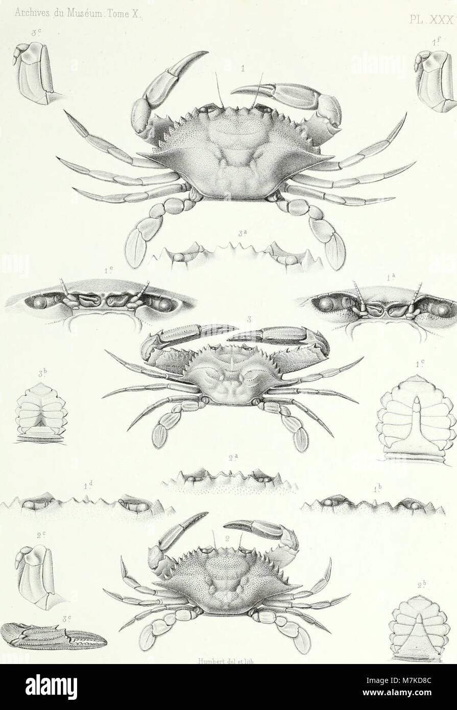 Science biological history historical archive archival hi-res stock ...