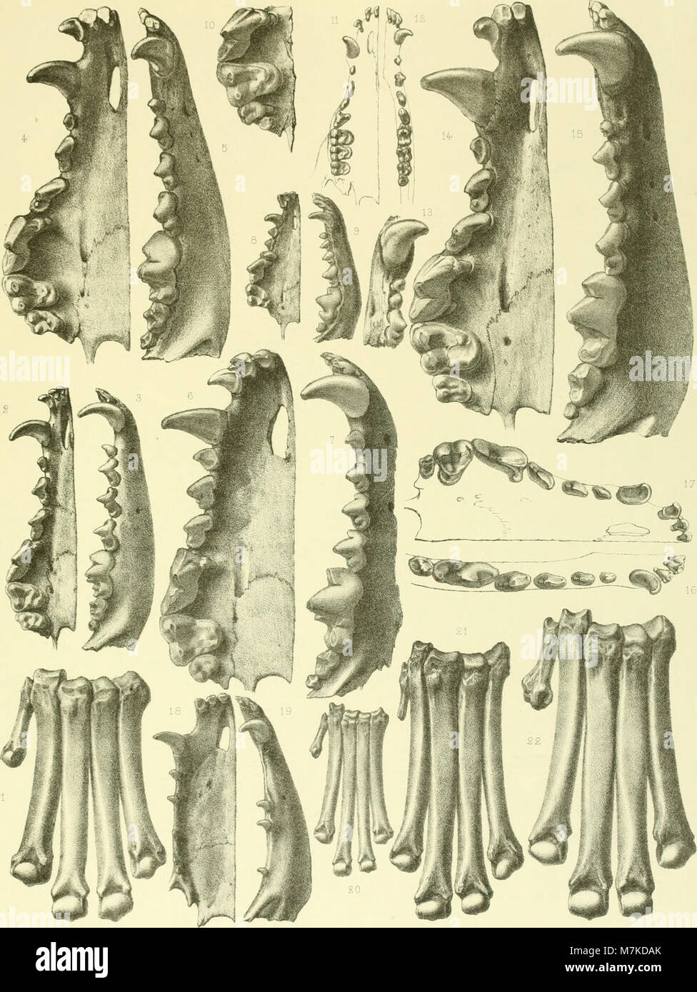 An archive collection from the Museum of Natural History in Lyon ...