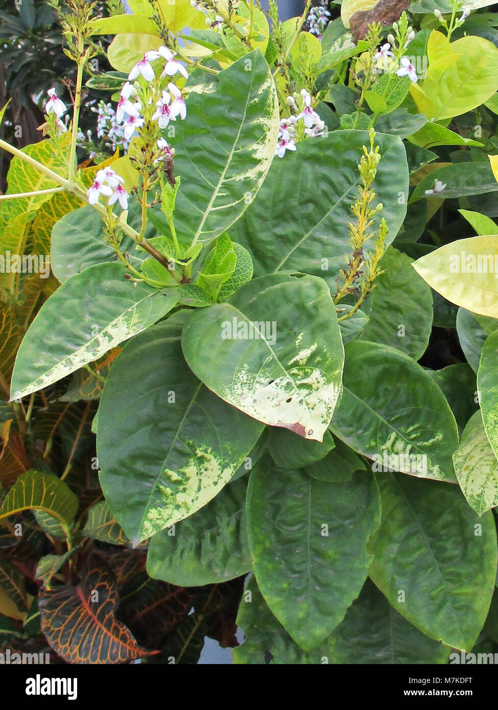 Carruthers carruthers hi-res stock photography and images - Alamy