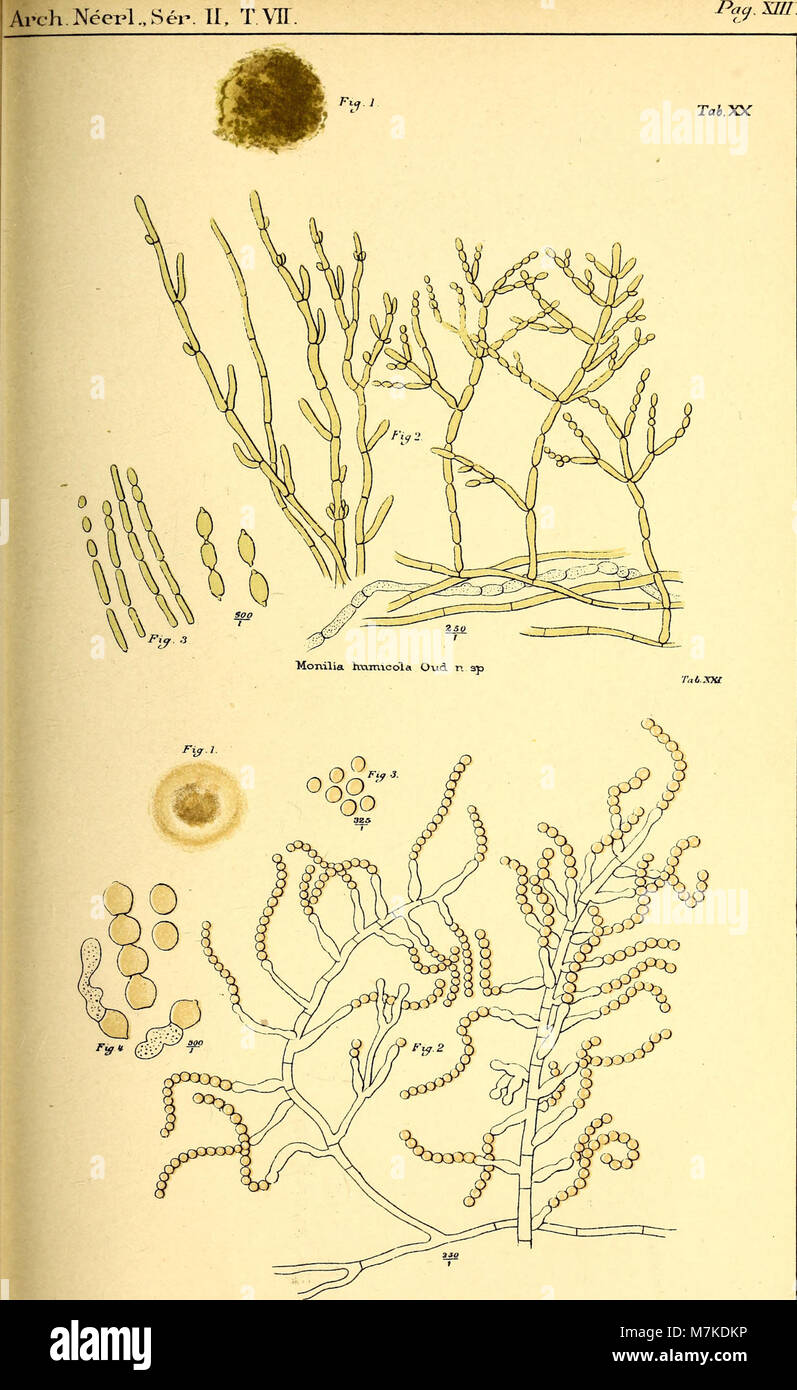 Archives néerlandaises des sciences exactes et naturelles (1902 ... Archives néerlandaises des sciences exactes et naturelles (1902 ...