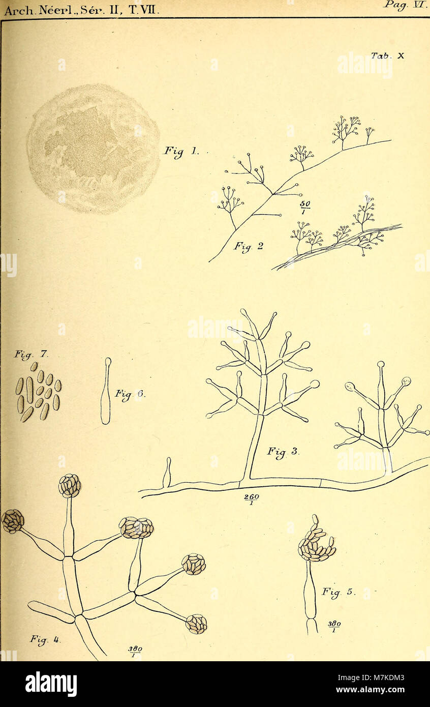The 'Archives néerlandaises des sciences exactes et naturelles' (Dutch ...