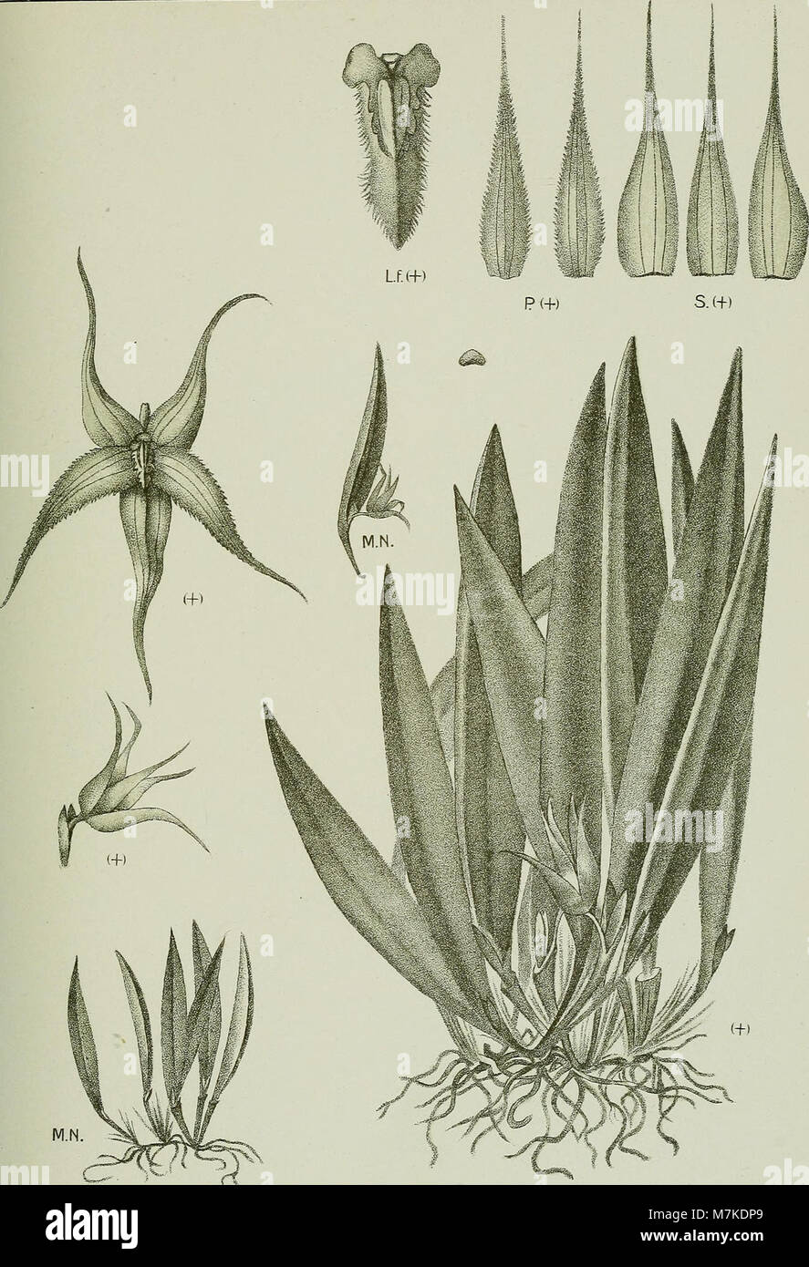 The image represents the Archives of the Botanical Garden of Rio de ...