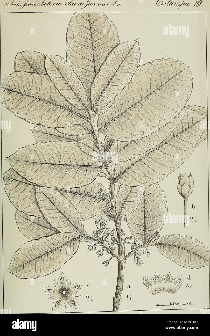 This title refers to the archives of the Botanic Garden of Rio de ...