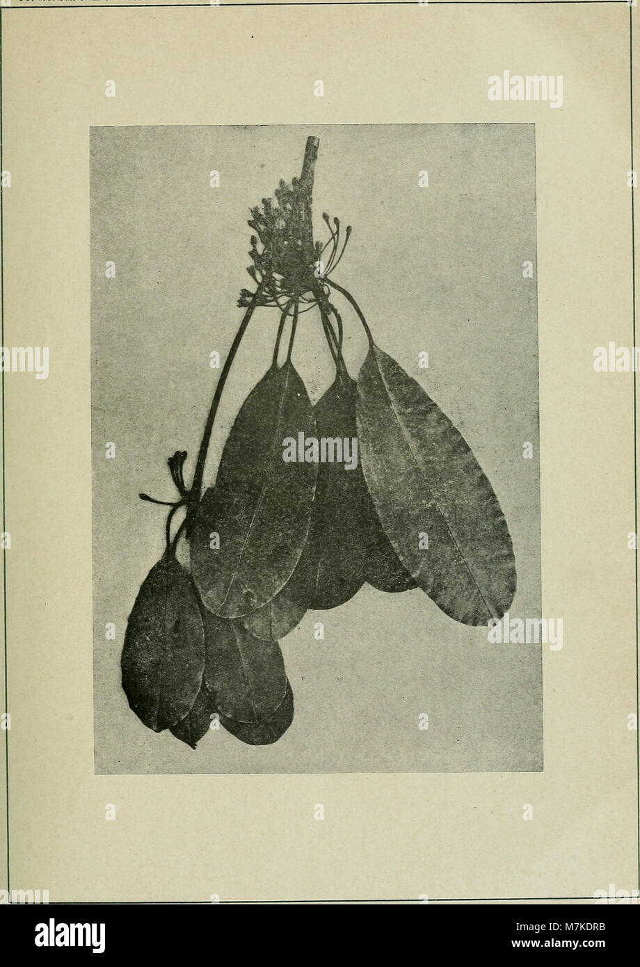 The “Archives of the Botanical Garden of Rio de Janeiro” is a Brazilian ...