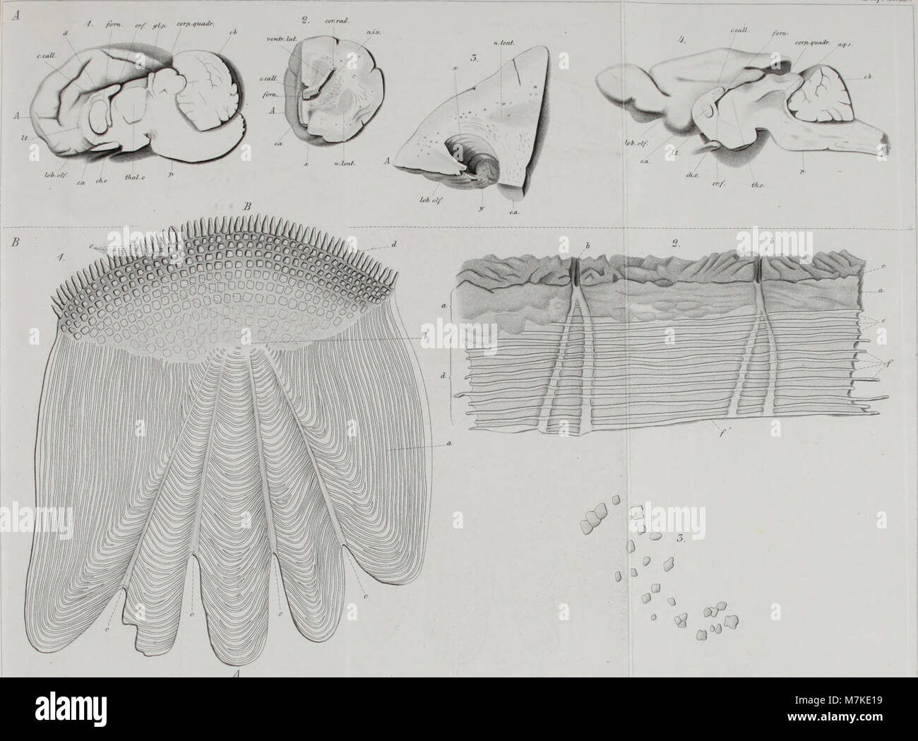 The 1868 Archive of Anatomy, Physiology, and Medical Science contains ...
